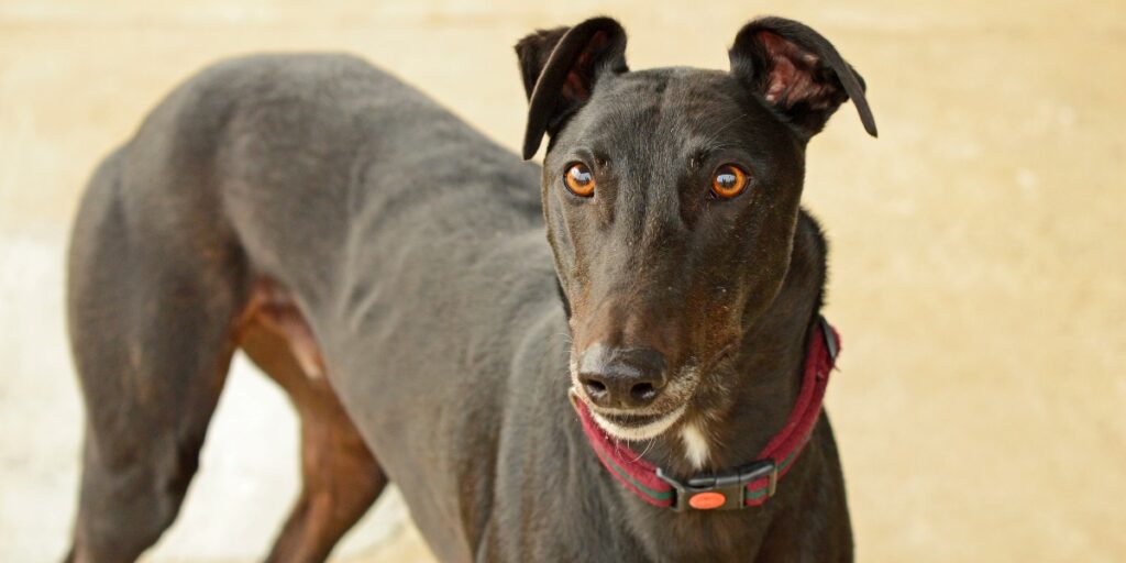 Available dogs - Yarmouth Greyhound Homefinders