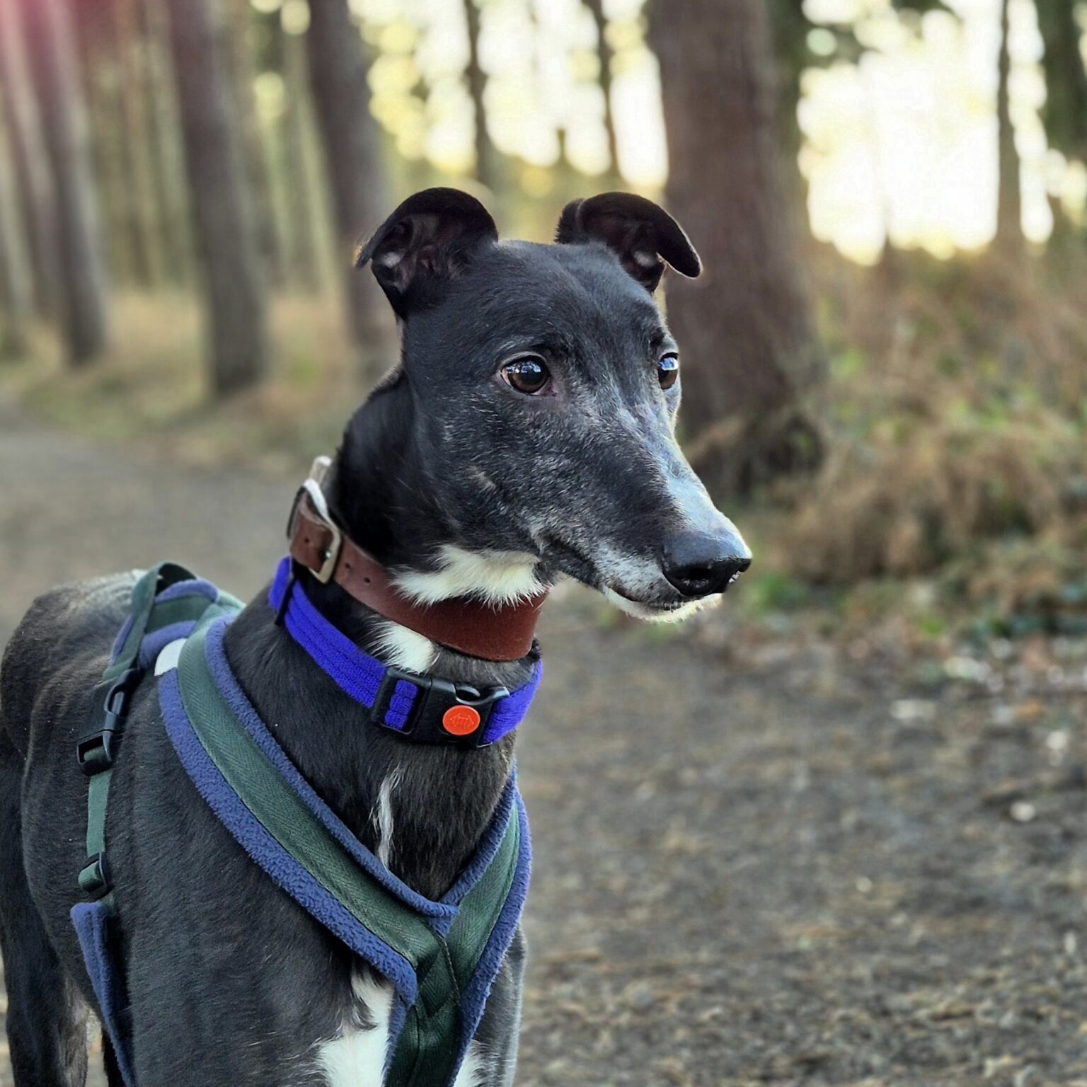 Available dogs – Yarmouth Greyhound Homefinders